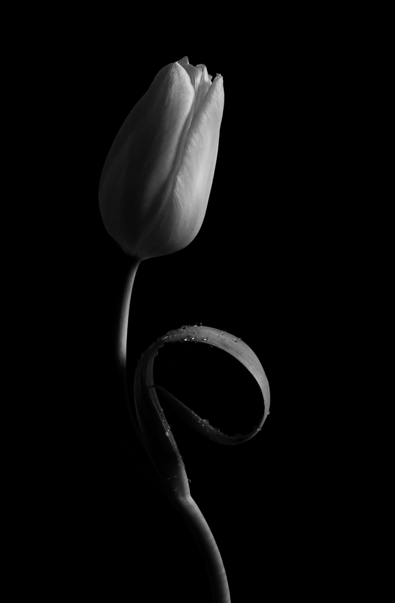 Lets Dance The Norfolk Photographer