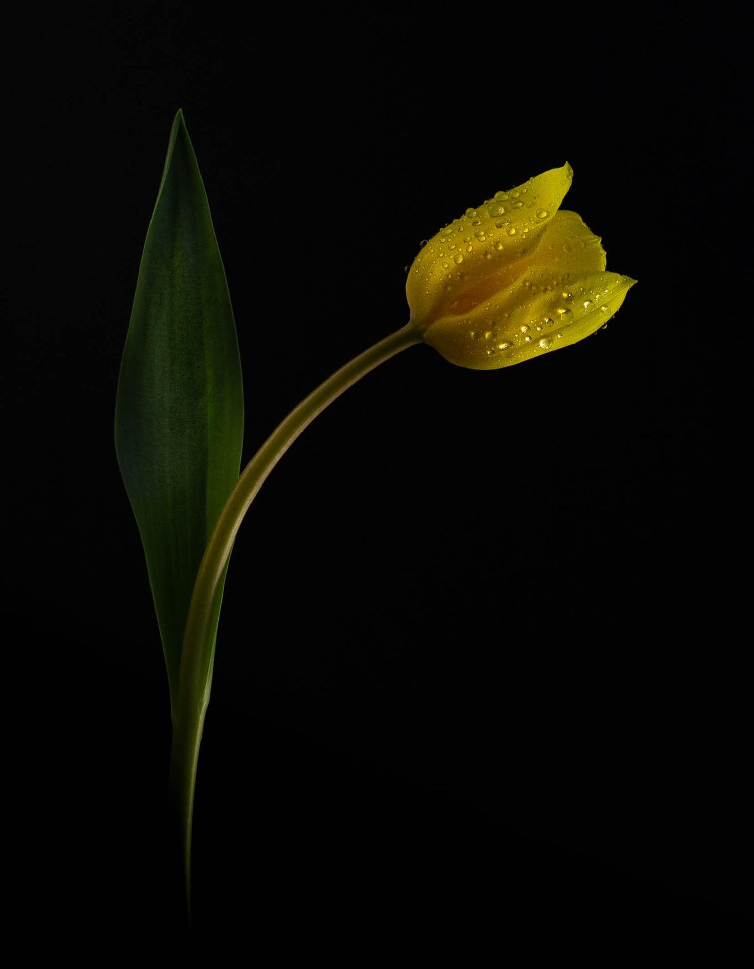 Flora Workshop - The Norfolk Photographer